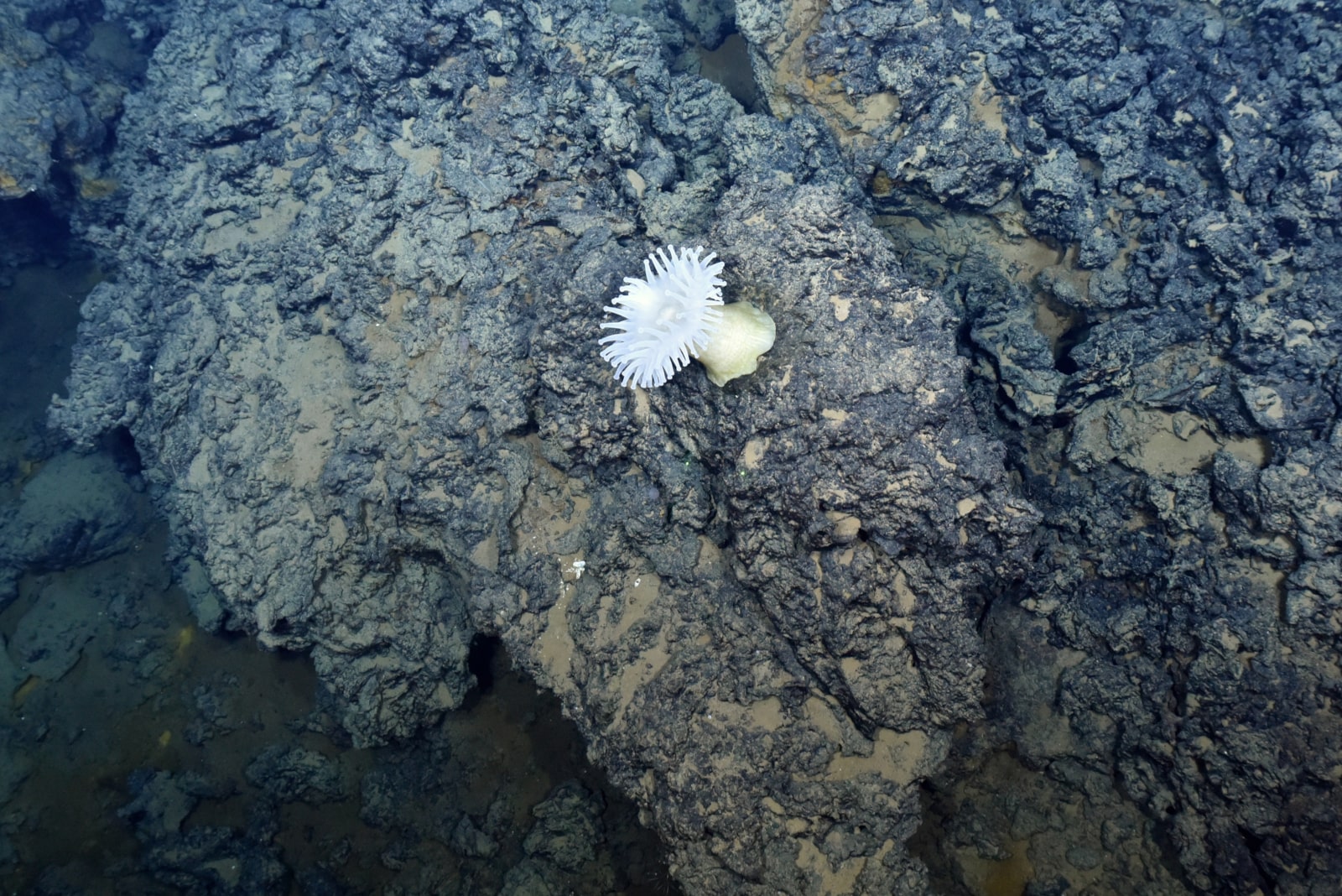 Call for action - International Seabed Authority